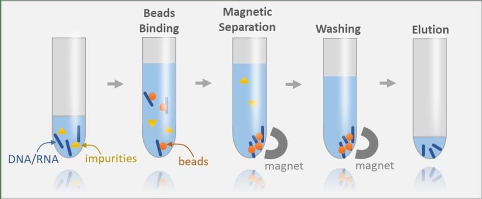 What is DNA Extraction, and Why is it Crucial? - triolab.no